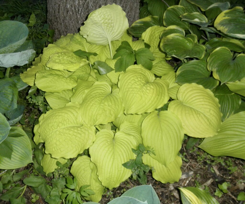 Dawns Early Light Hosta – Hostas-Store
