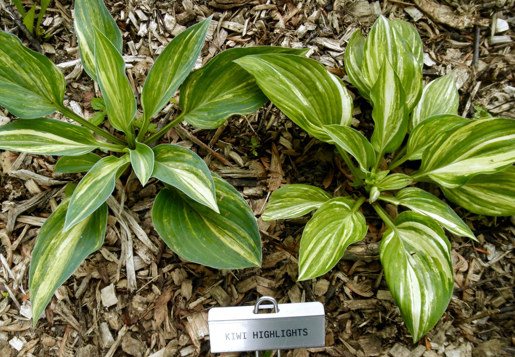 Kiwi Highlights Hosta – Hostas-Store