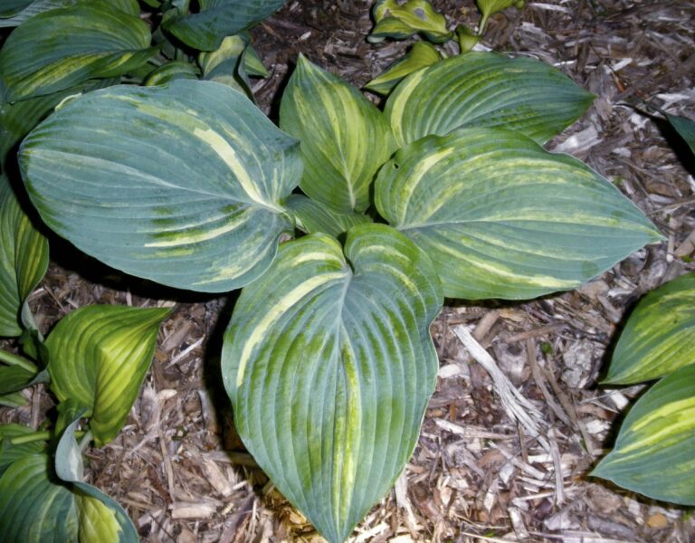 Kiwi Highlights Hosta – Hostas-Store