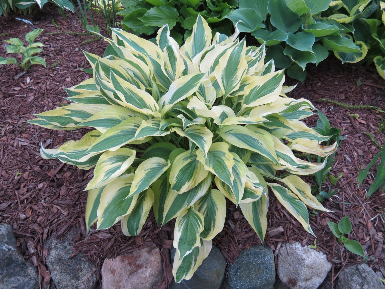 Lakeside Dragonfly Hosta – Hostas-Store