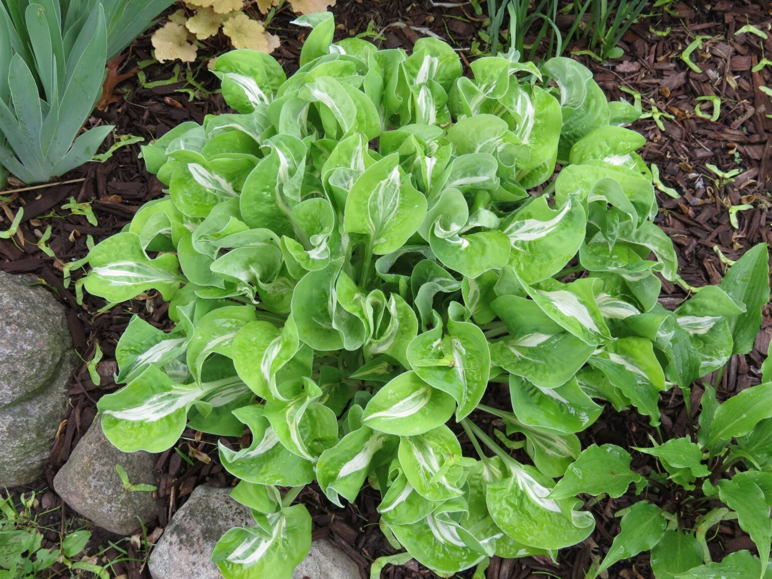 Royal Tiara Hosta – Hostas-Store