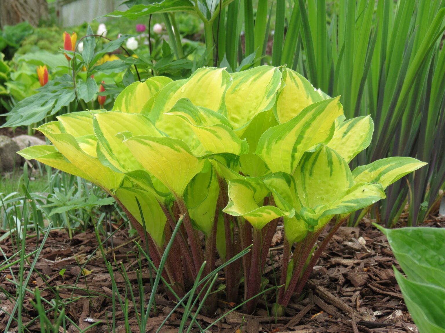 Volcano Island Hosta – Hostas-Store