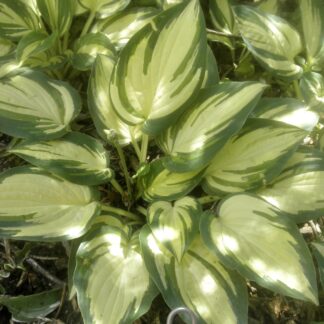 Hosta Plants – Page 3 – Hostas-Store