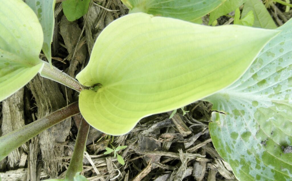 Spring Ghost Hosta – Hostas-Store