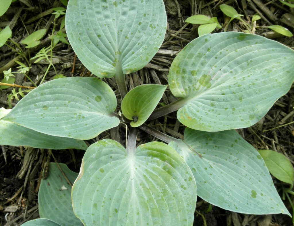 Spring Ghost Hosta – Hostas-Store