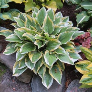 Hosta Plants – Hostas-Store
