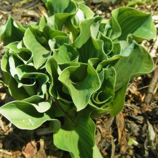 Hosta Plants – Page 3 – Hostas-Store