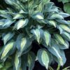 Hostas-Store – Hosta Plants Shipped To Your Door