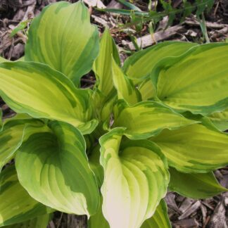 Hosta Plants – Page 10 – Hostas-Store