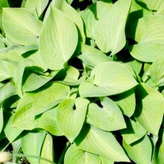 Home | Hostas-Store
