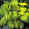 Hostas-Store – Hosta Plants Shipped To Your Door