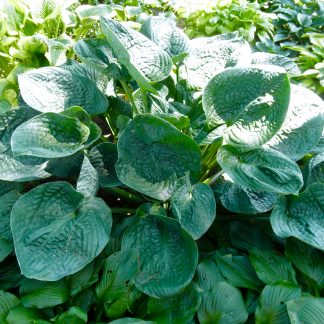 Kim Hosta O.S. RARE! – Hostas-Store