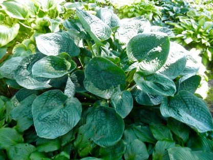 Kim Hosta O.S. RARE! – Hostas-Store