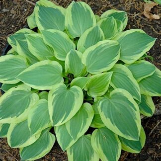 Hostas-Store – Hosta Plants Shipped To Your Door