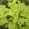 Hostas-Store – Hosta Plants Shipped To Your Door