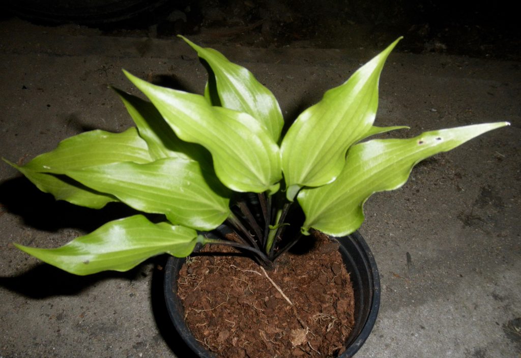 Fire Dance Hosta – Hostas-Store
