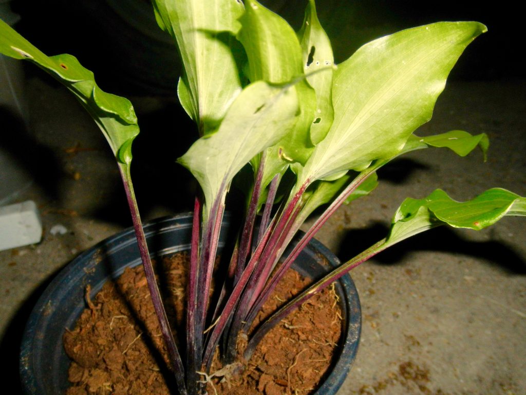 Fire Dance Hosta – Hostas-Store