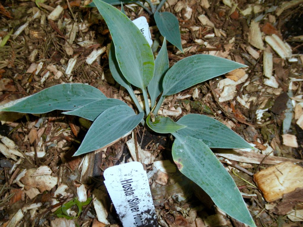 Silver Tongue Devil Hosta – Hostas-Store