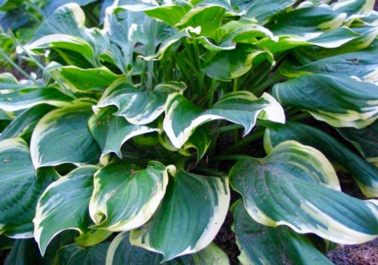 All Aflutter Hosta – Hostas-Store