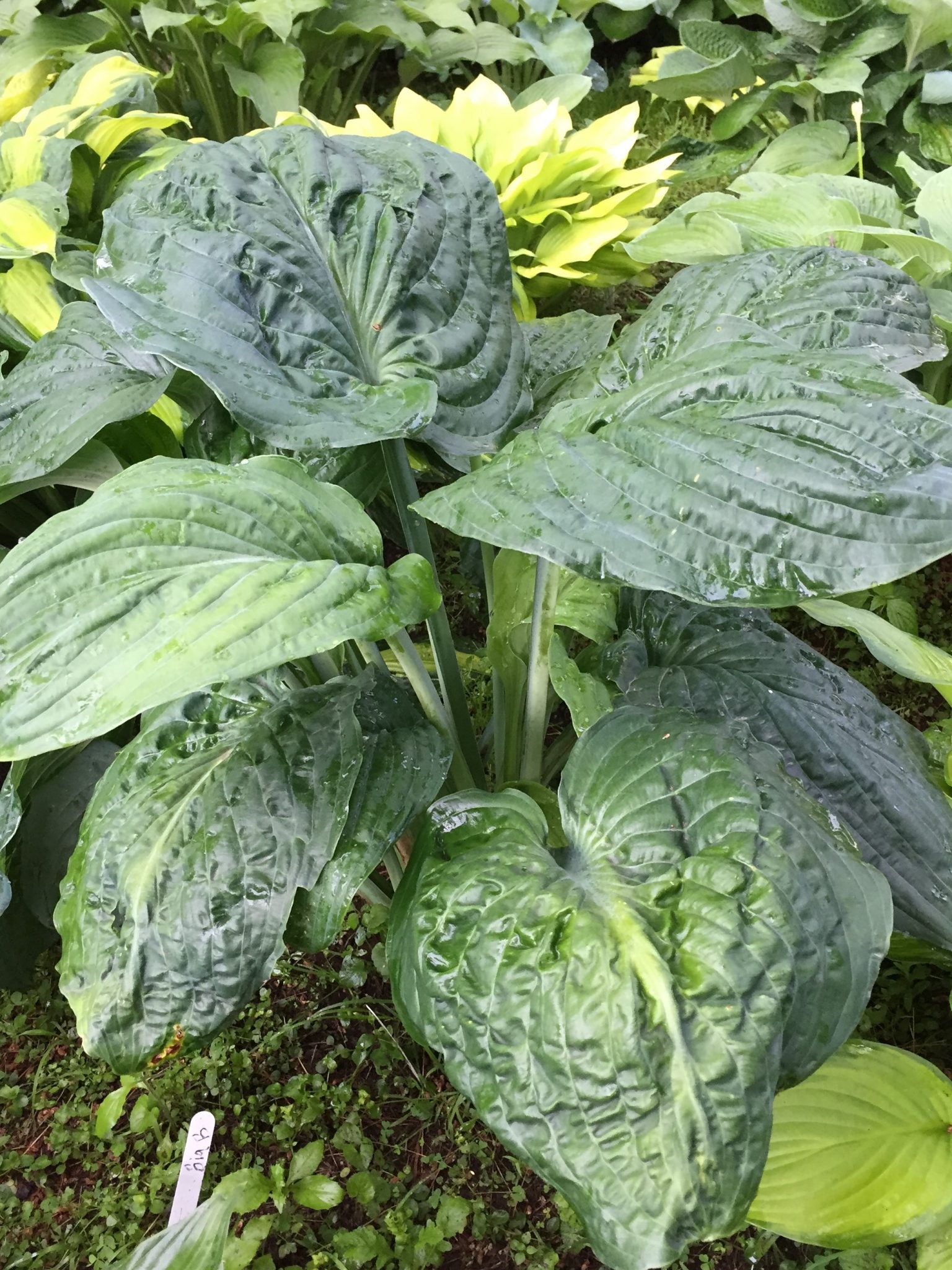 Big B Hosta – Hostas-Store