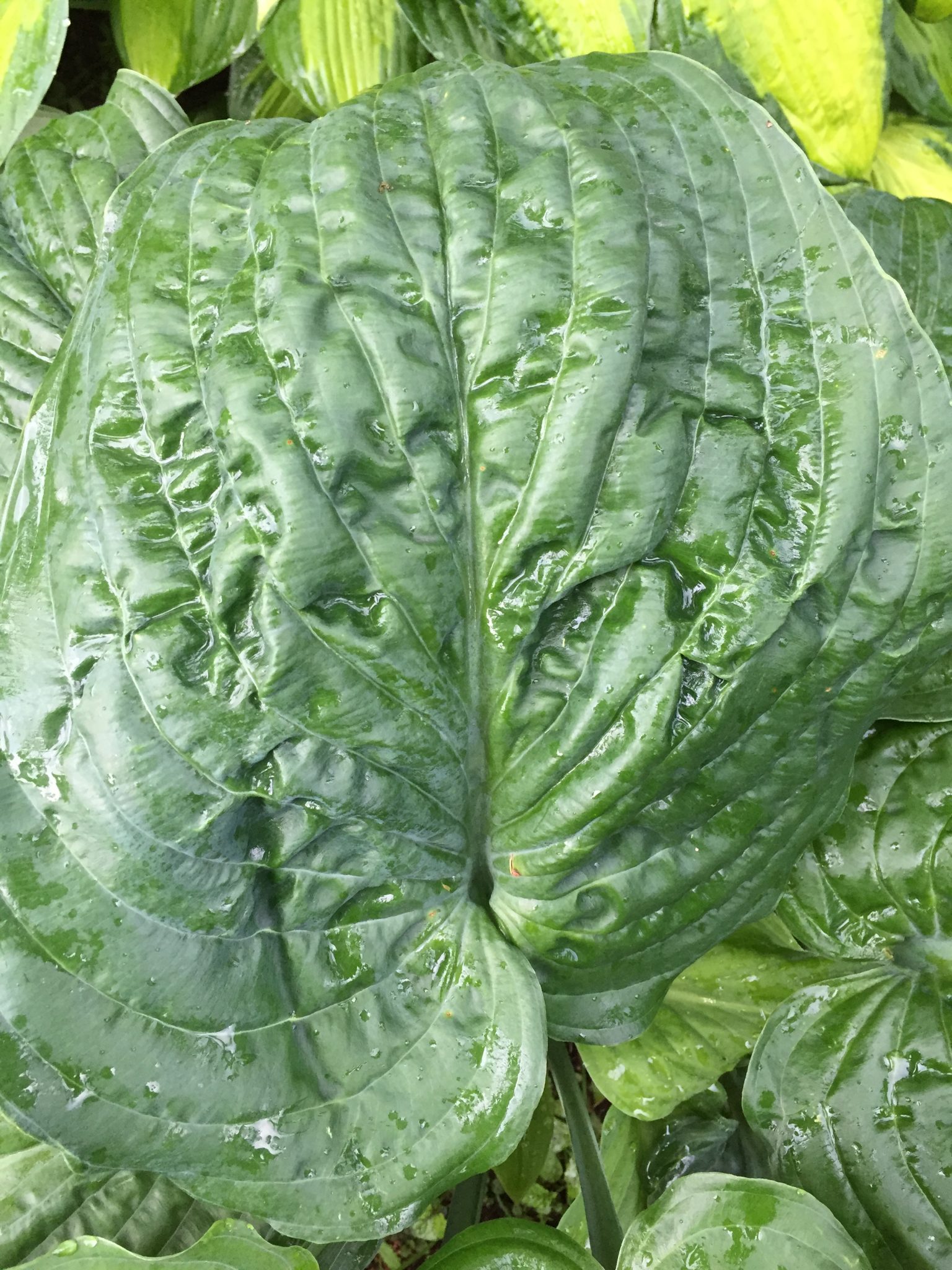 Big B Hosta – Hostas-Store