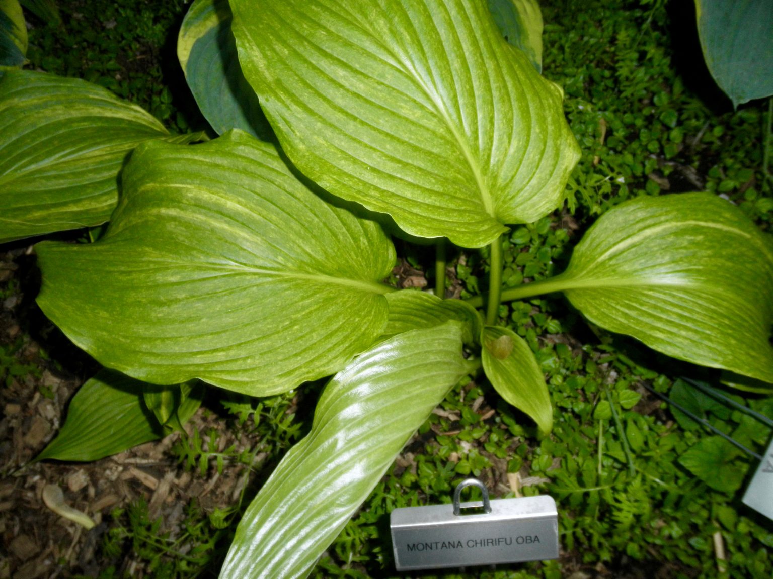 Montana Chirifu oba Hosta – Hostas-Store