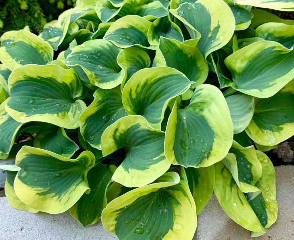 Mouse Capades Hosta – Hostas-Store