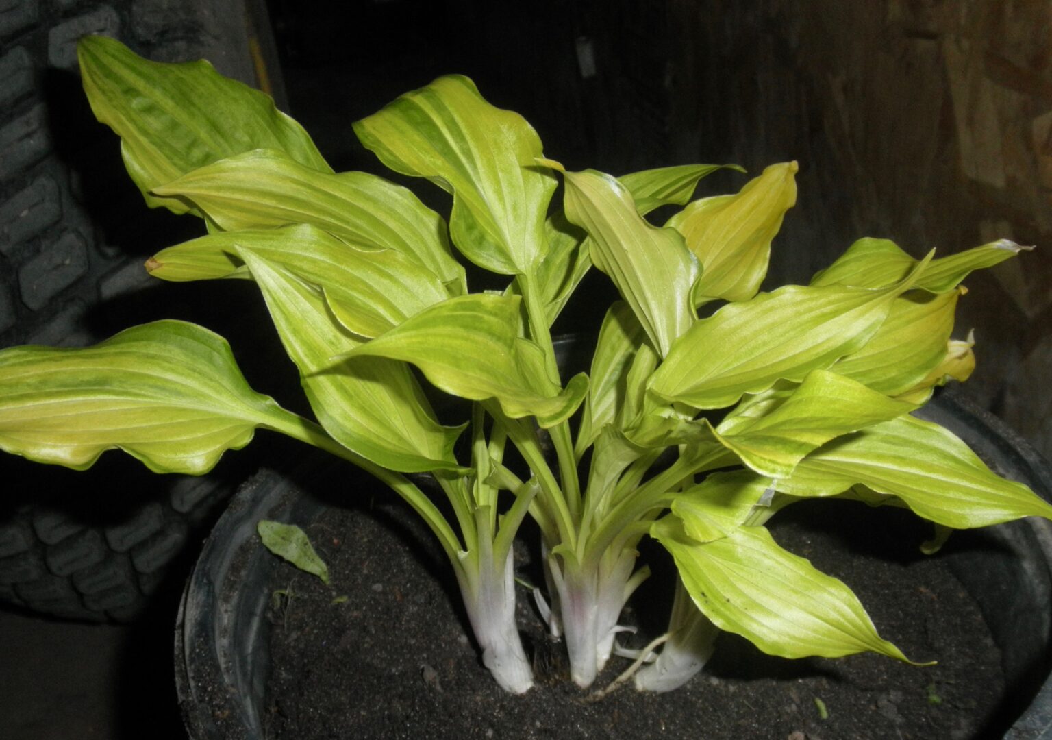 Geisha Limey Streaks – Hostas-Store