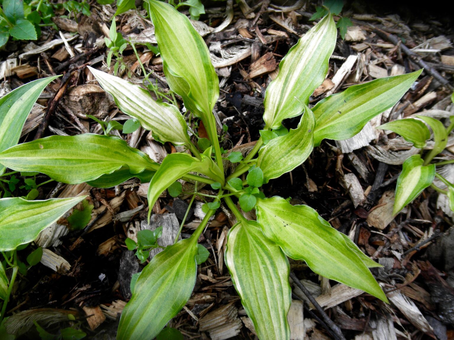 Geisha Limey Streaks – Hostas-Store