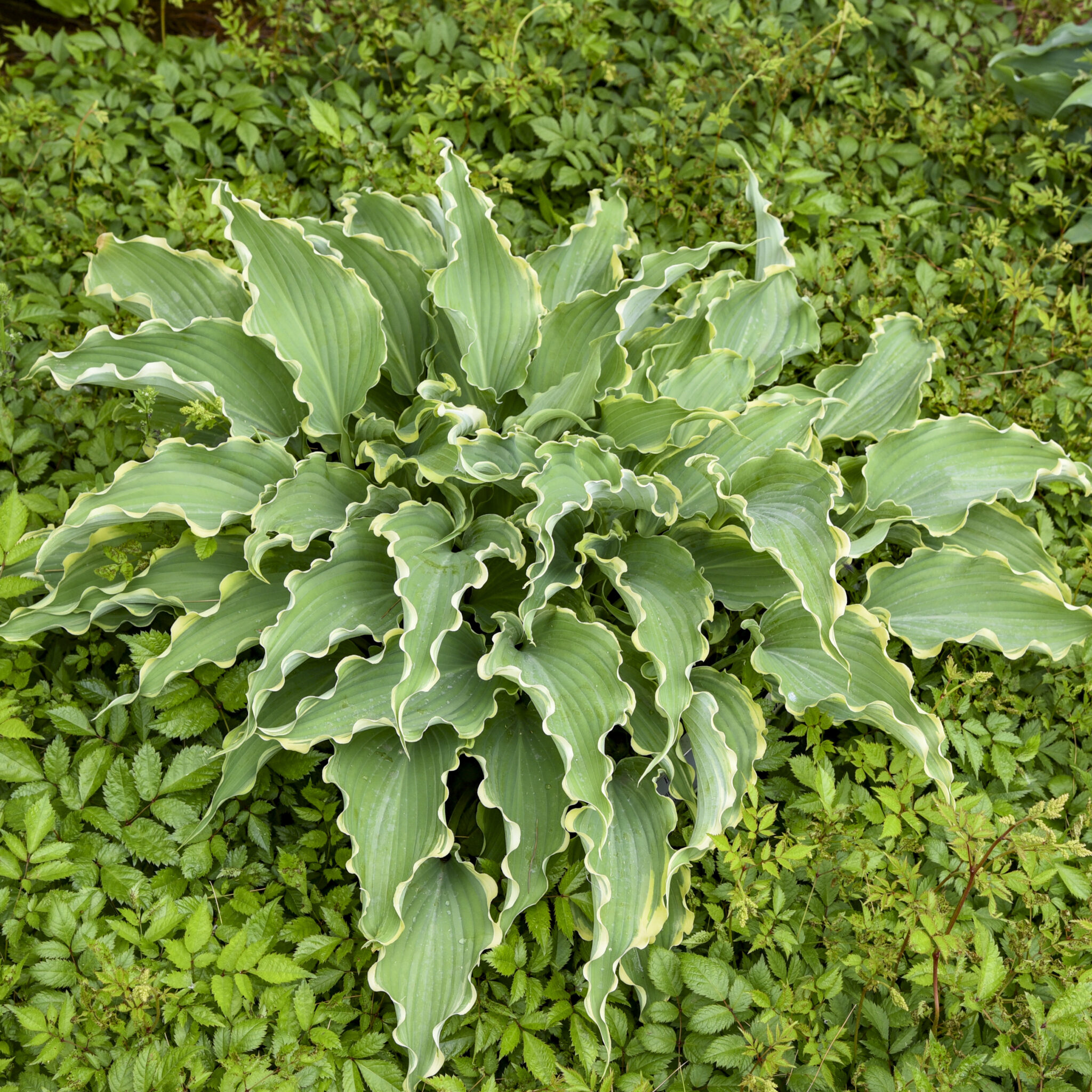 Hosta Plants – Page 5 – Hostas-Store