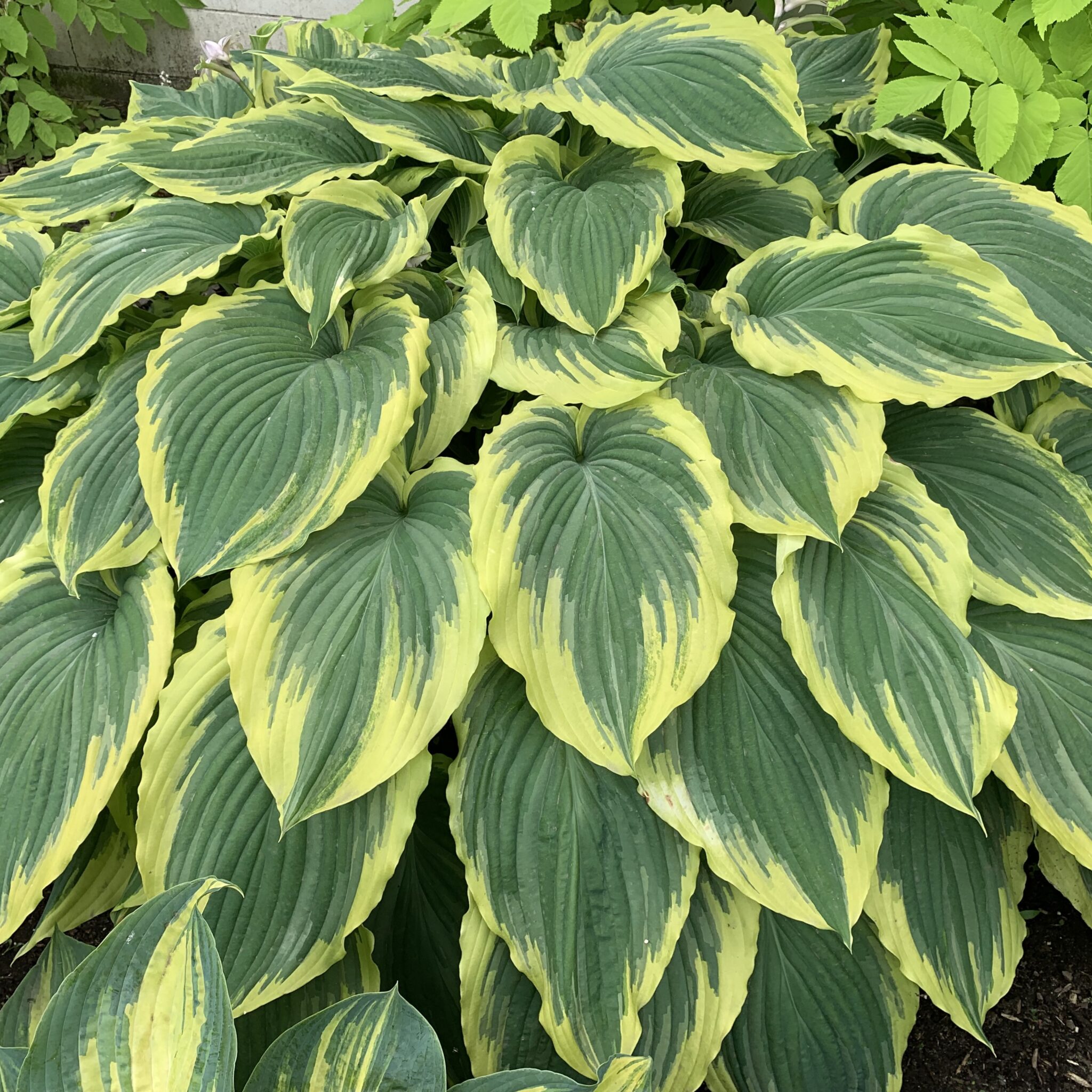 Drop-dead Gorgeous Hosta PPAF – Hostas-Store