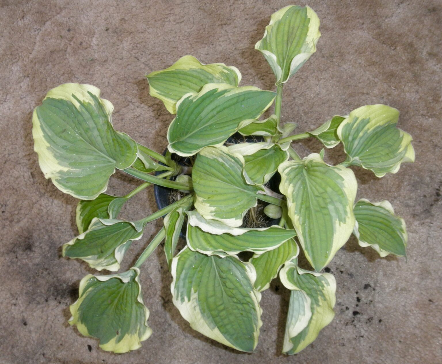 Ephemeral Lace Hosta – Hostas-Store