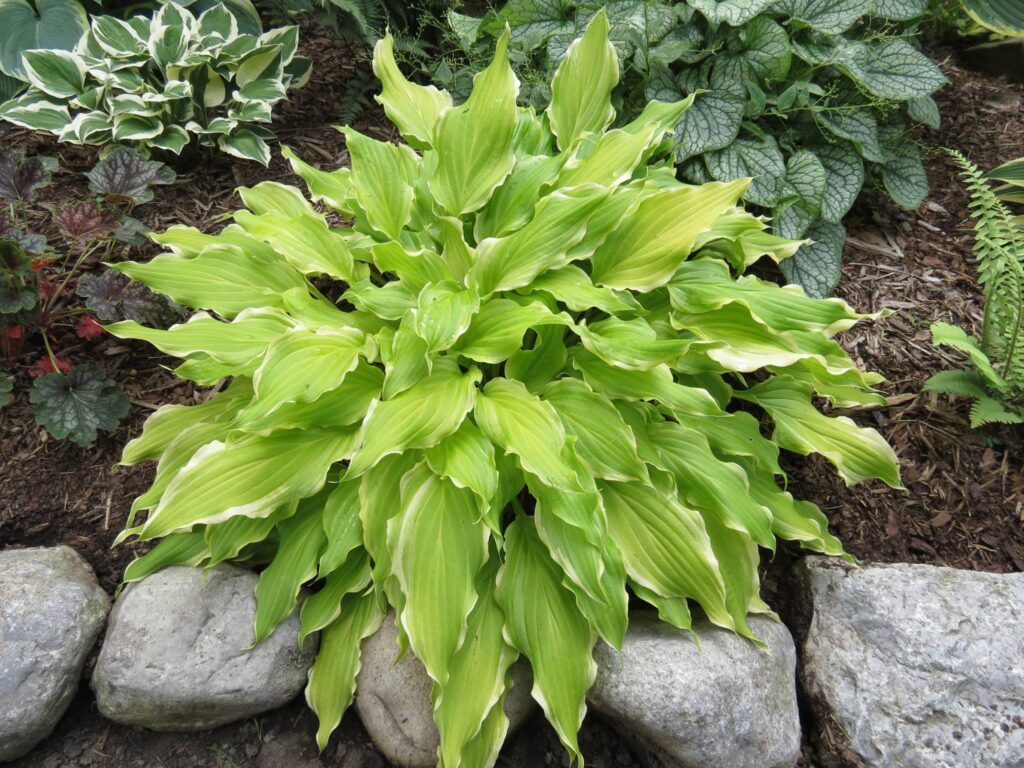 Gila River Hosta – Hostas-Store