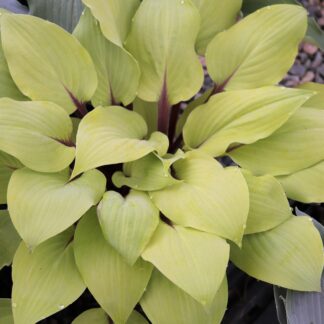 Hostas-Store – Hosta Plants Shipped To Your Door