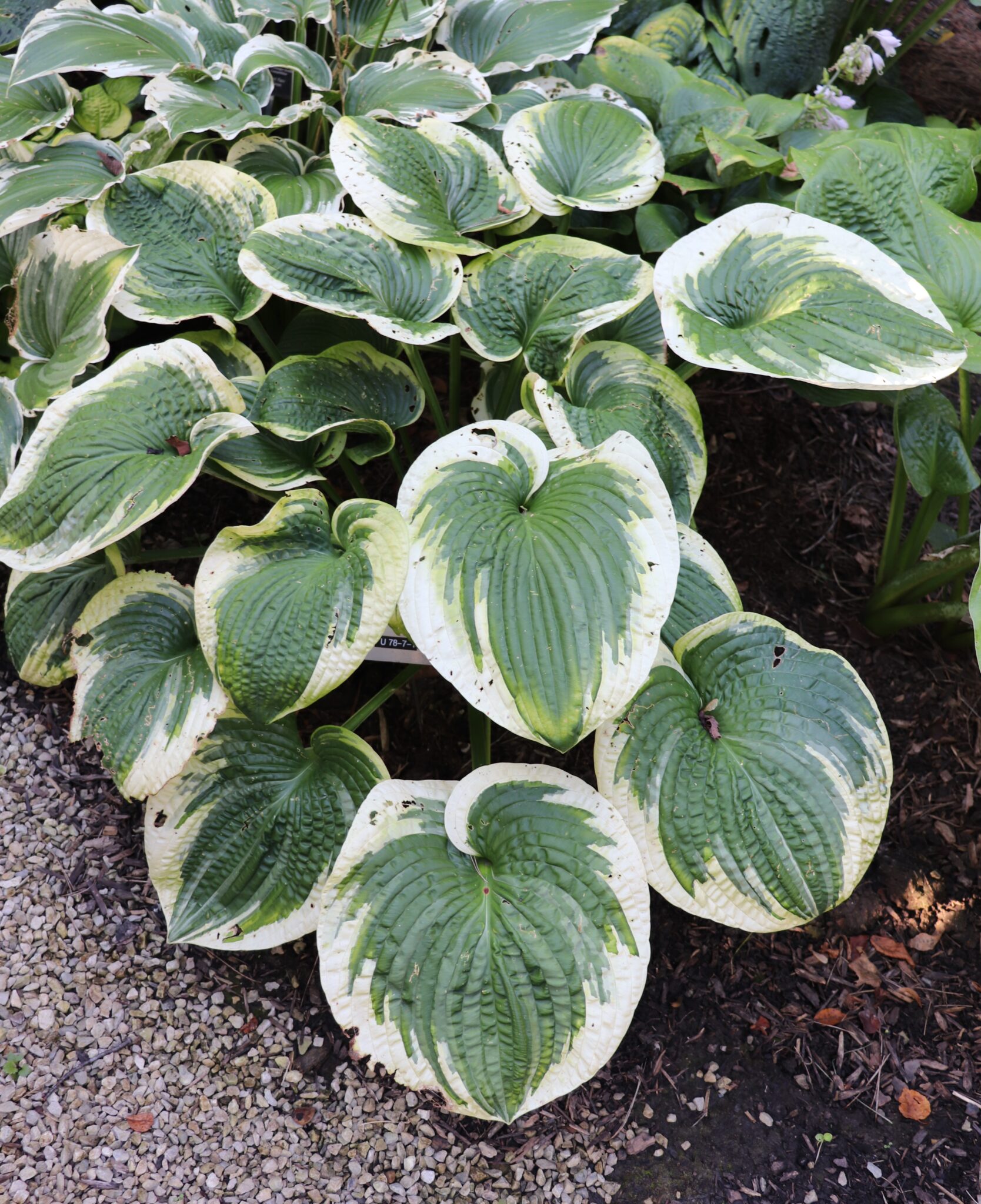 Victory Lap Hosta – Hostas-Store