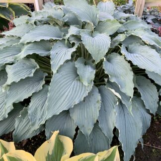 Hostas-Store – Hosta Plants Shipped To Your Door