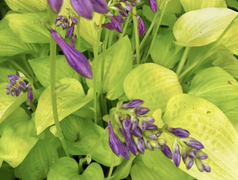 Golden Scepter Hosta – Hostas-Store