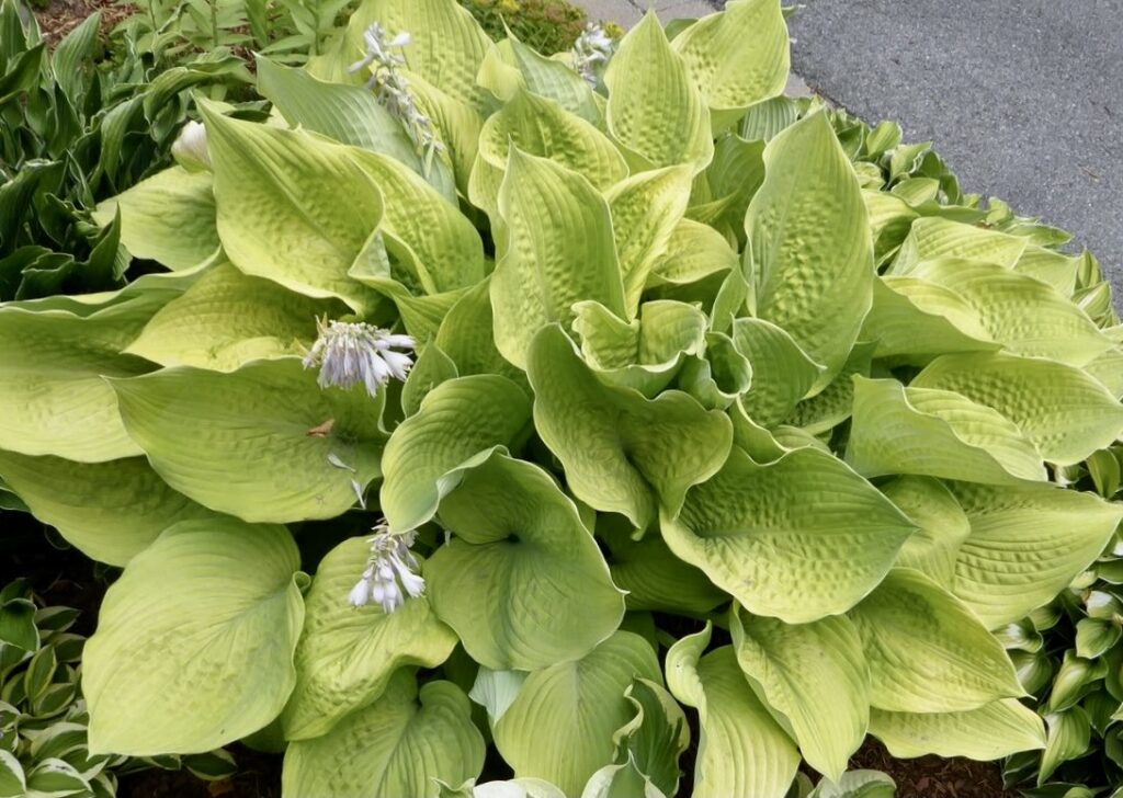 Dee’s Golden Jewel Hosta – Hostas-Store