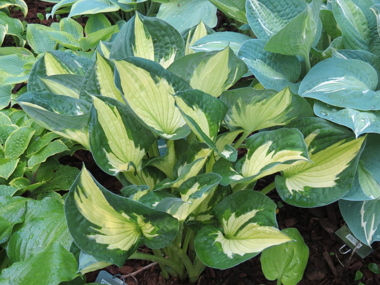 Colored Hulk Hosta – Hostas-Store