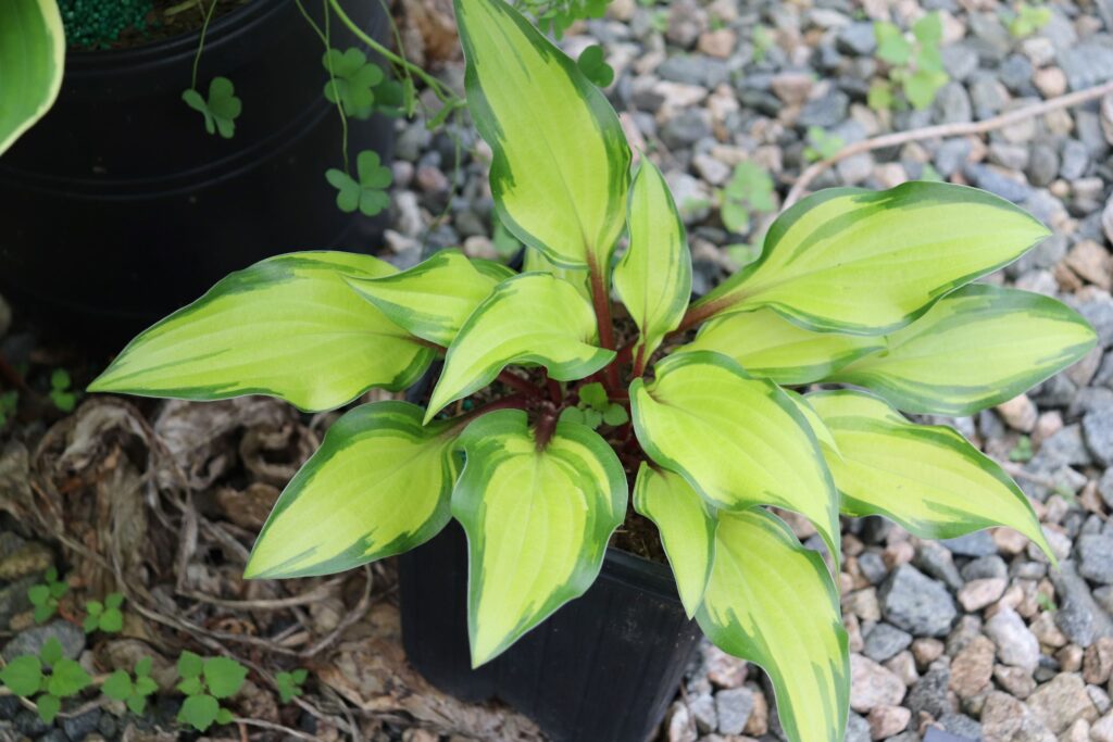 Pineapple Salsa Hosta – Hostas-Store