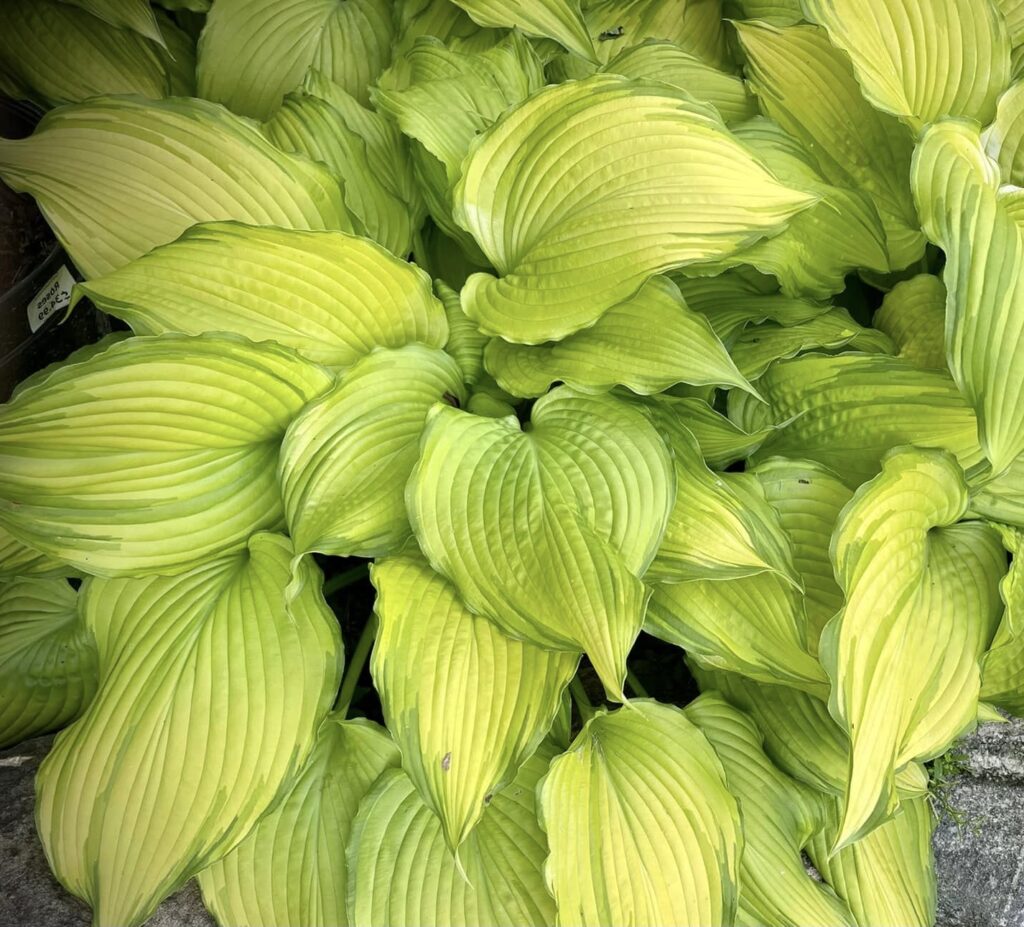 Dancing Darling – Hostas-Store