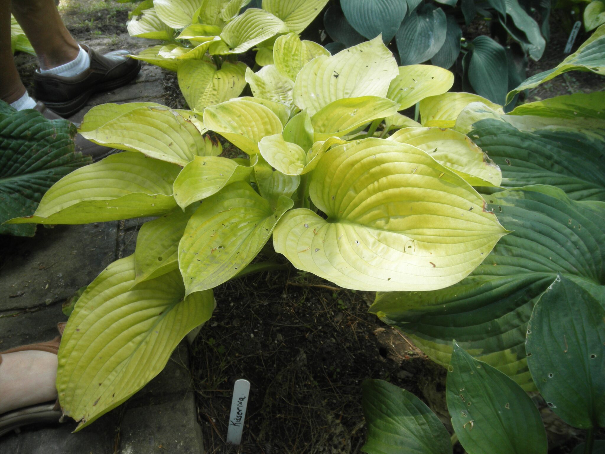 Kisserina Hosta O.S. – Hostas-Store