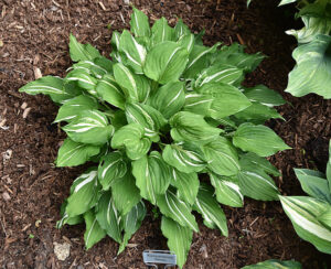 Seiryu Kiyosumiensis Hosta – Hostas-Store