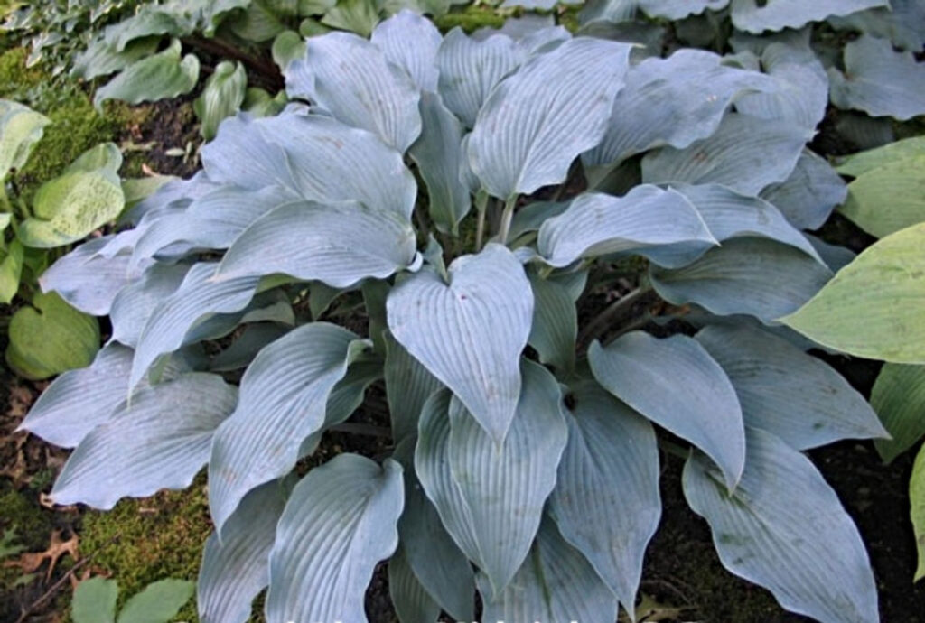 Round About Midnight Hosta – Hostas-Store
