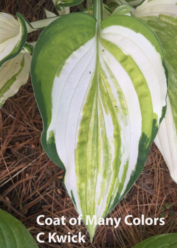 Coat of Many Colors Hosta – Hostas-Store