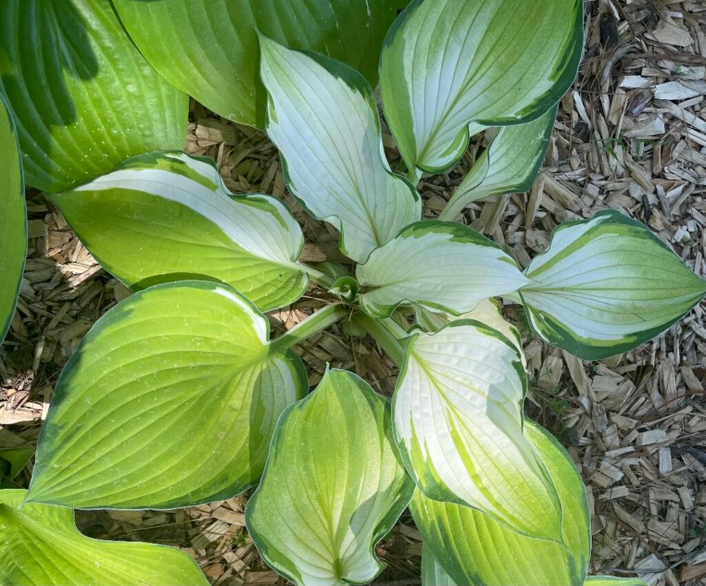 Coat of Many Colors Hosta – Hostas-Store