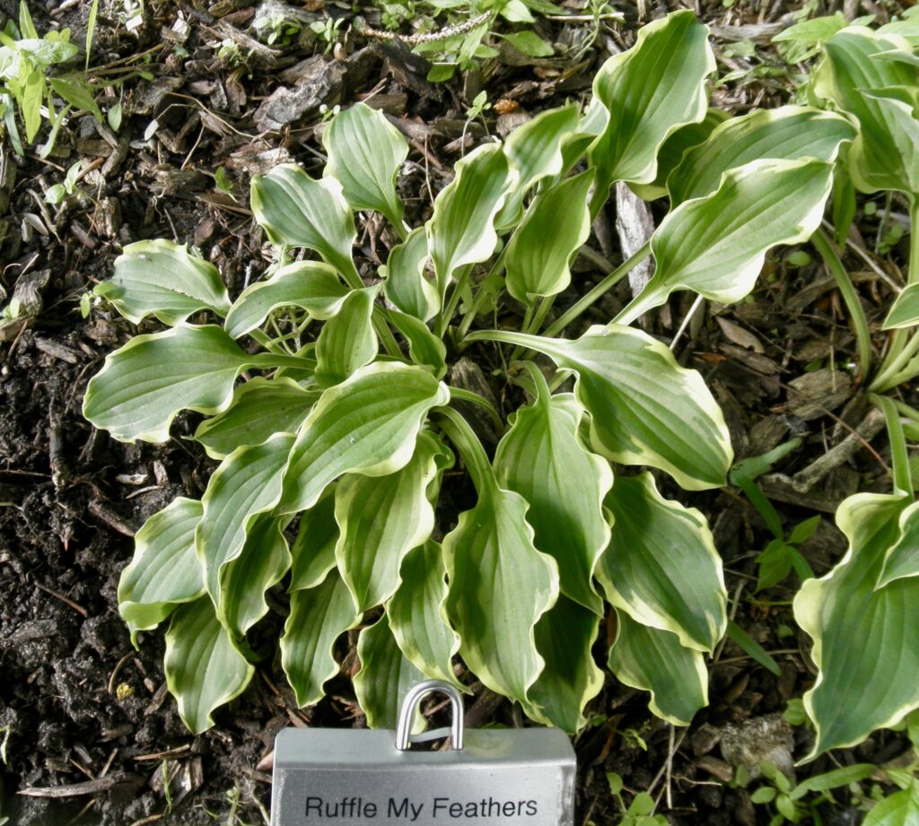 Ruffle My Feathers Hosta – Hostas-Store
