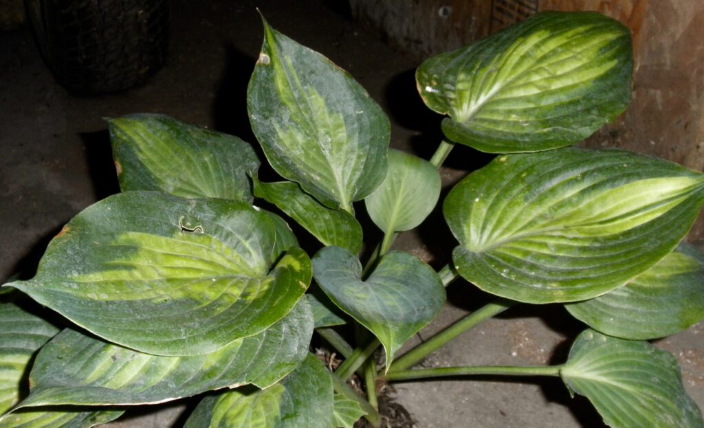 Fruit Salad Hosta. O.S. – Hostas-Store