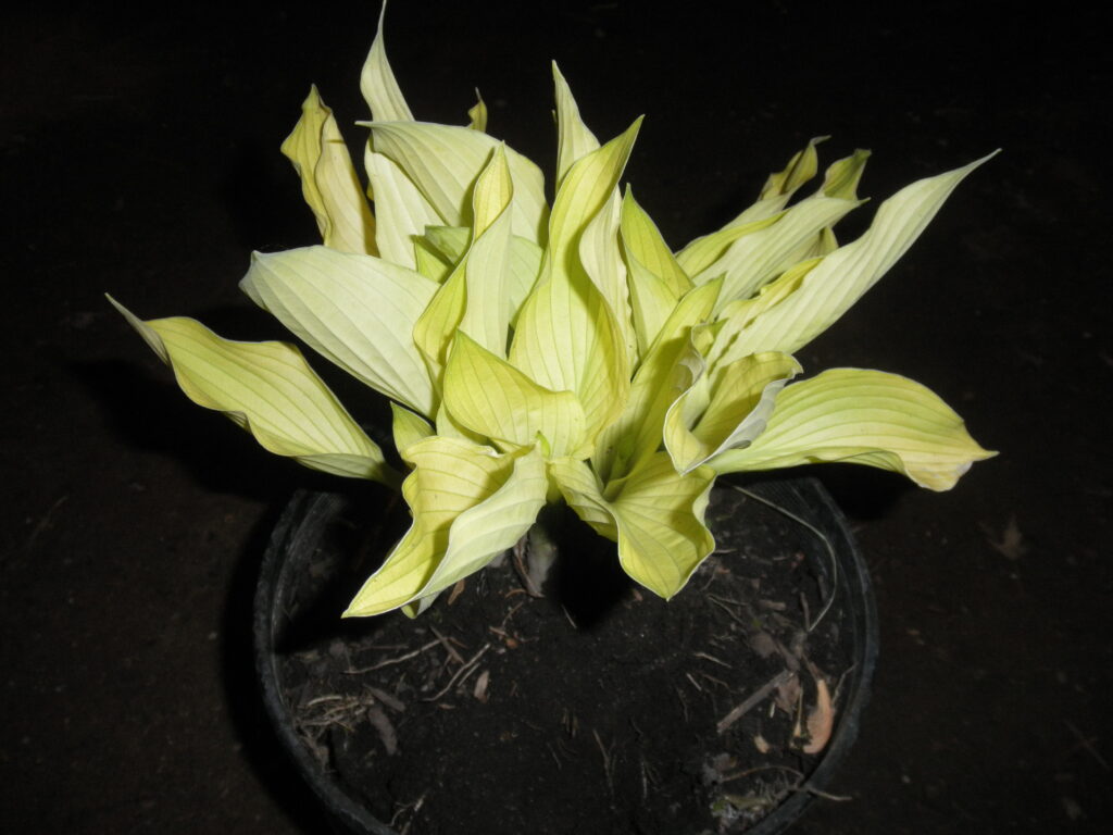 Green Ghost Hosta O.S. – Hostas-Store