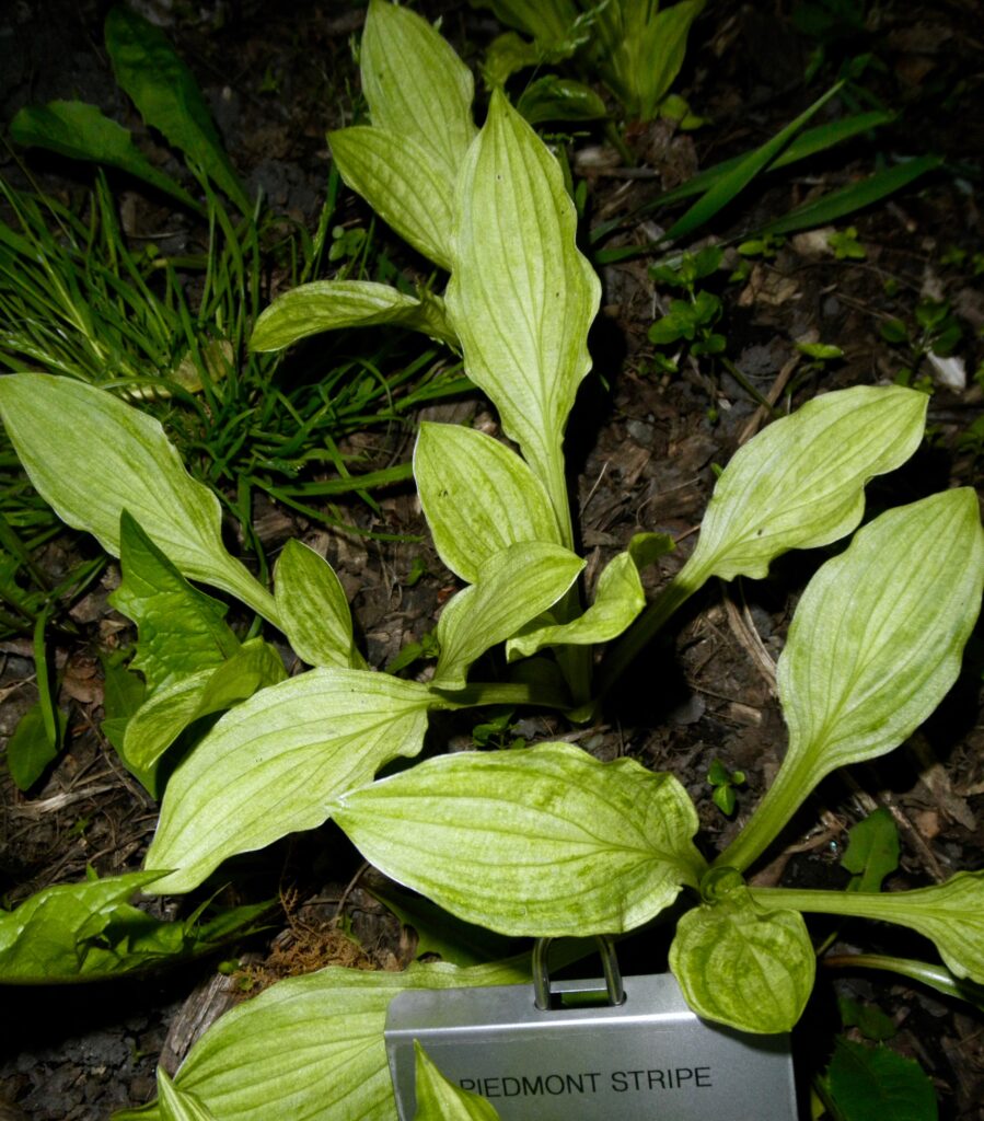 Piedmont Stripe Hosta (scarce) – Hostas-Store